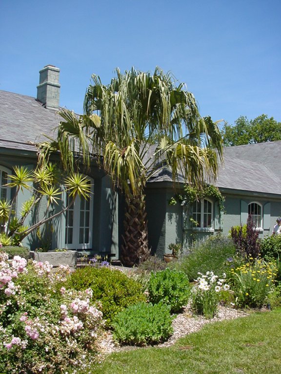 A Fantastic palm Garden in N. California - DISCUSSING PALM TREES ...