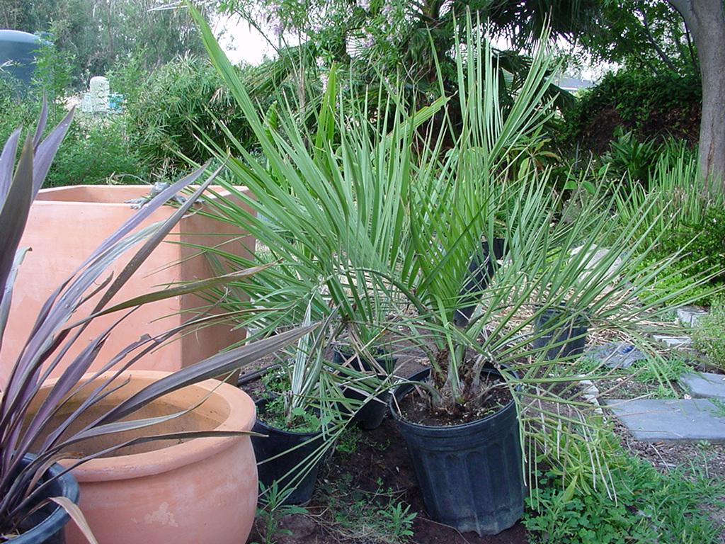Butia archeri - DISCUSSING PALM TREES WORLDWIDE - PalmTalk